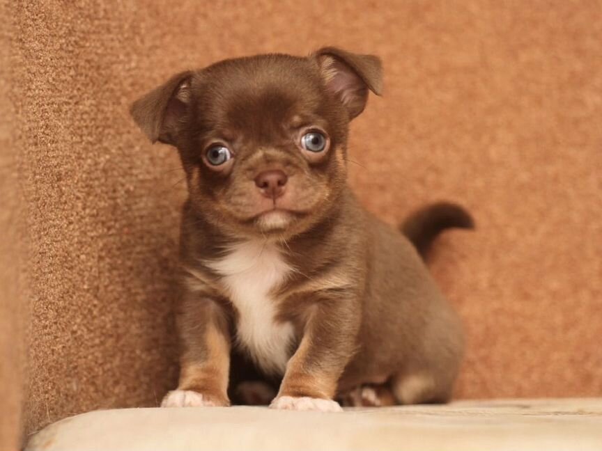 Щенки чихуахуа