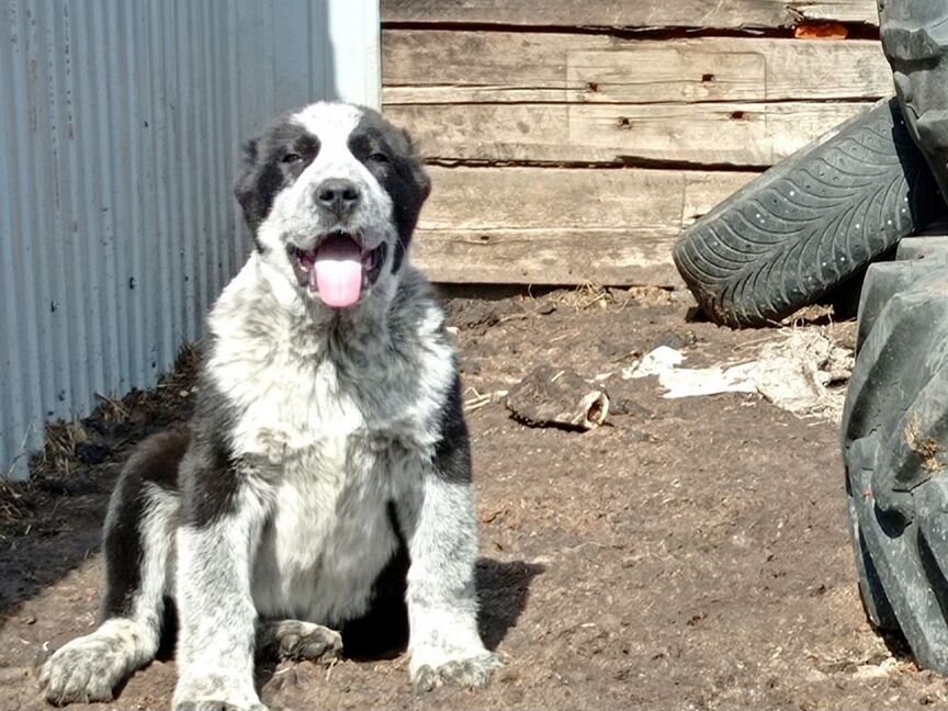 Сука сао тяж