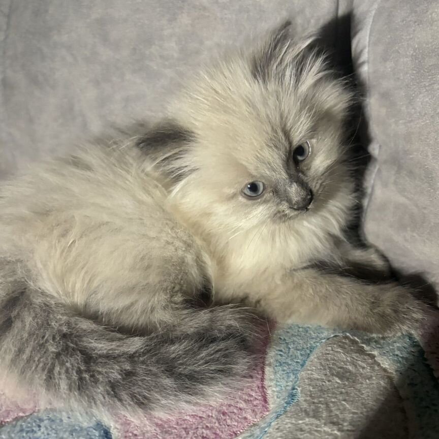 Сиамский котёнок