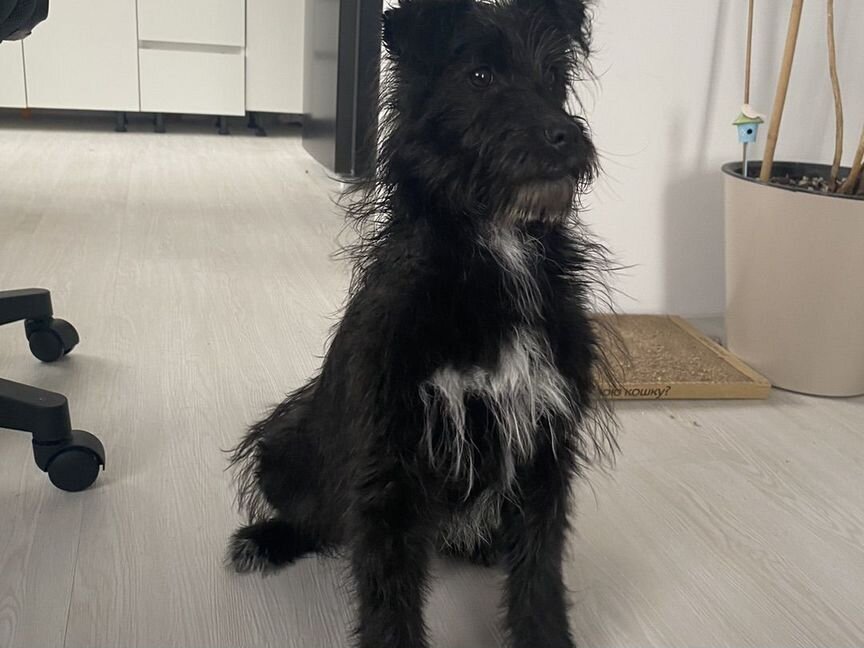 Нашли собачку, помогите пристроить