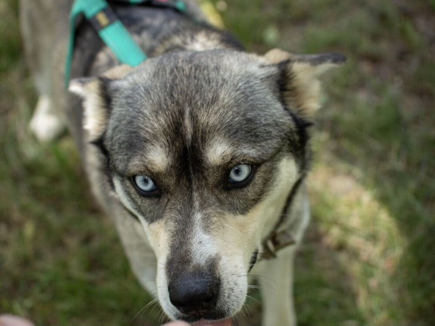 Заберите хаски из приюта