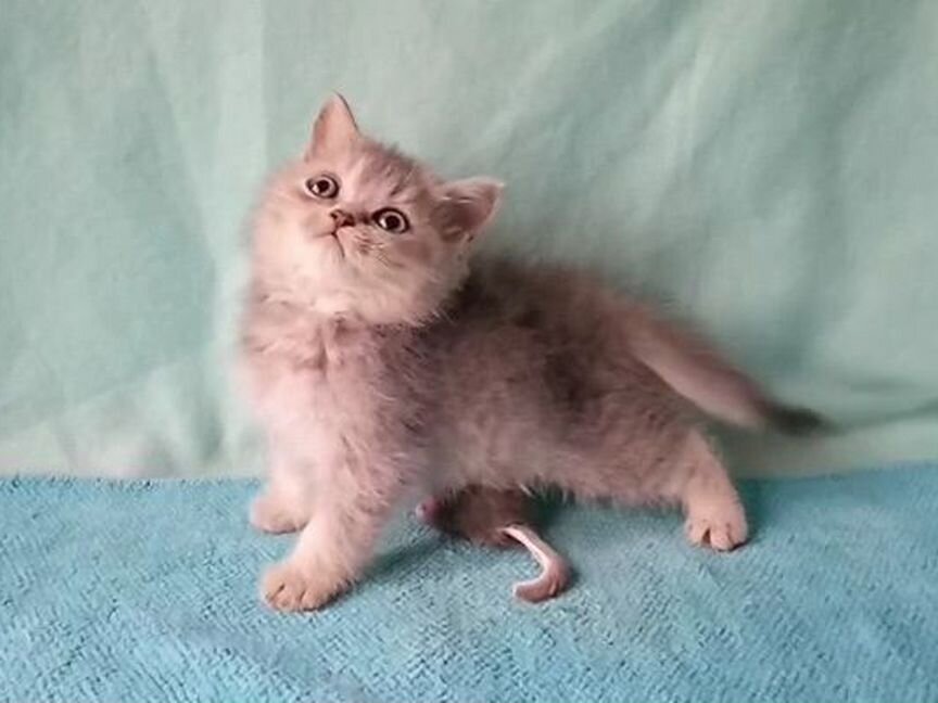 Шотландские котята страйт девочка