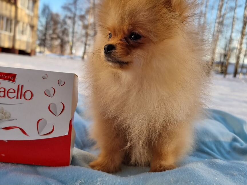 Померанский шпиц