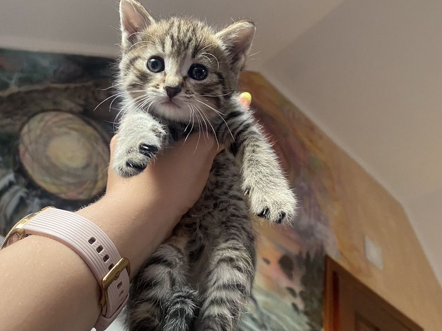 Котенок полосатый девочка