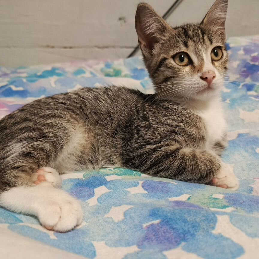 Котëнок в добрые руки