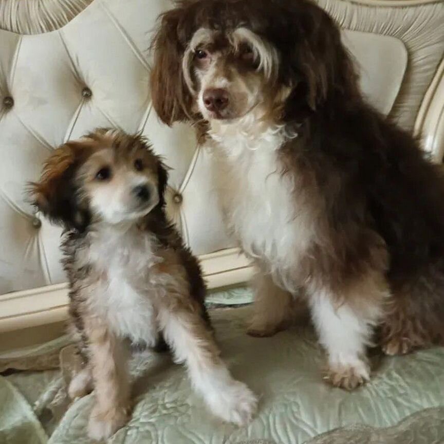 Мальтипу, щенок