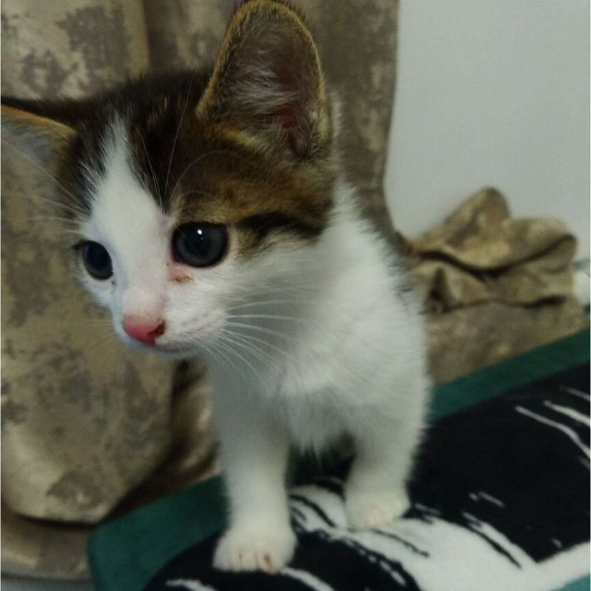 Котенок бесплатно