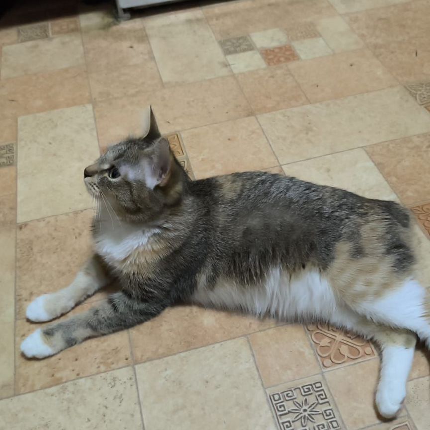 Котята бобтейл