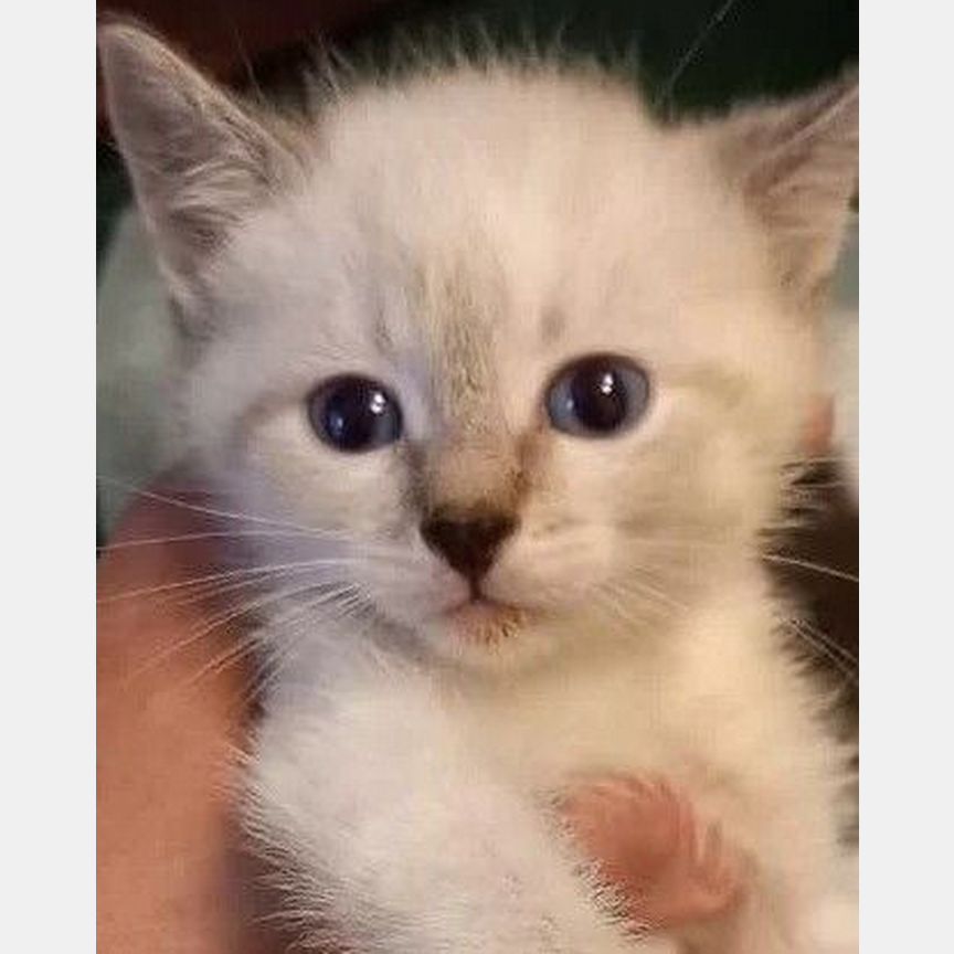 Белый котенок в добрые руки