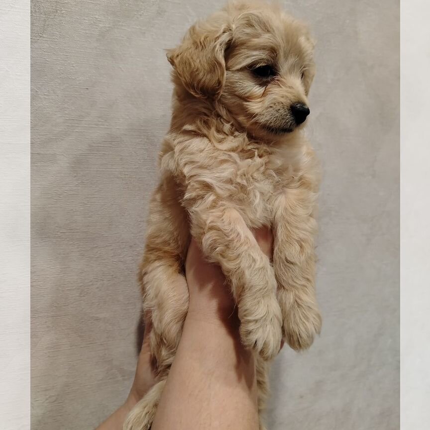 Той-пудель, щенок