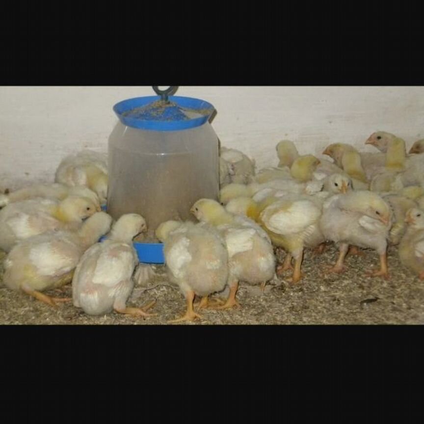 Броллеры 2 недели