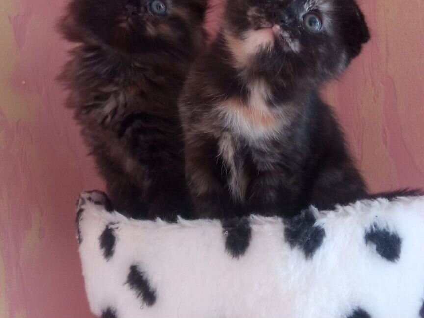 Шотландские котята