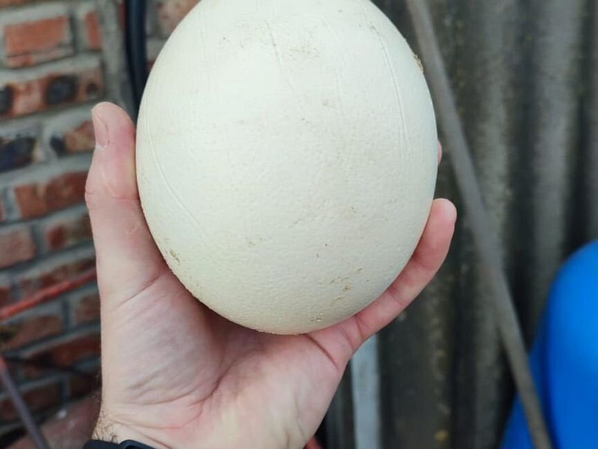 Инкубационное яйцо страуса