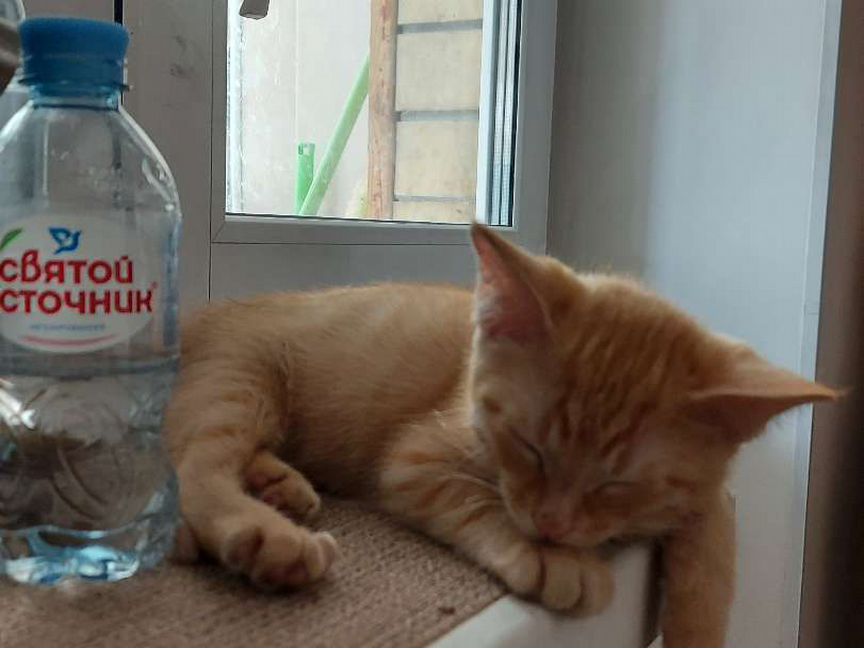 Рыжий котенок в дар 2 месяца