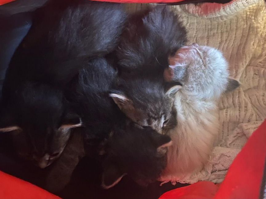 Котята в добрые руки