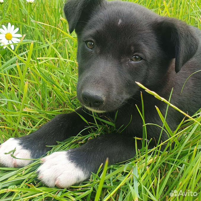 Щенок с белыми лапками