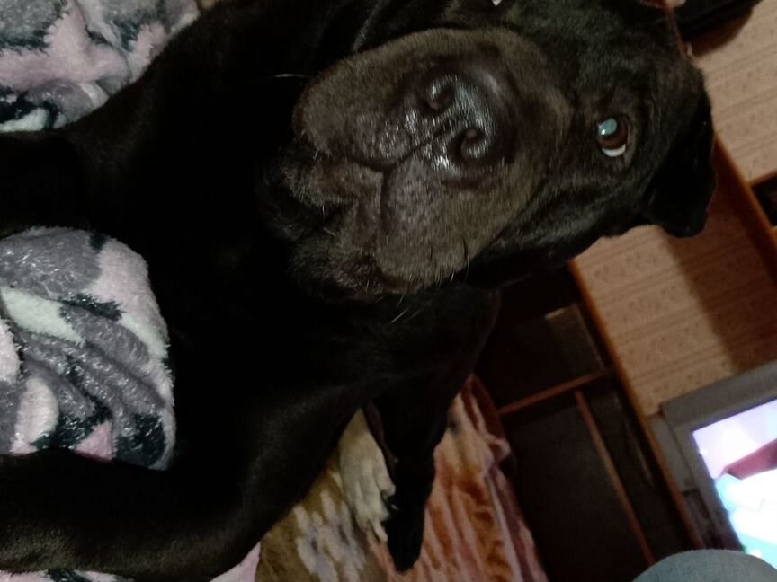 Собака в добрые руки