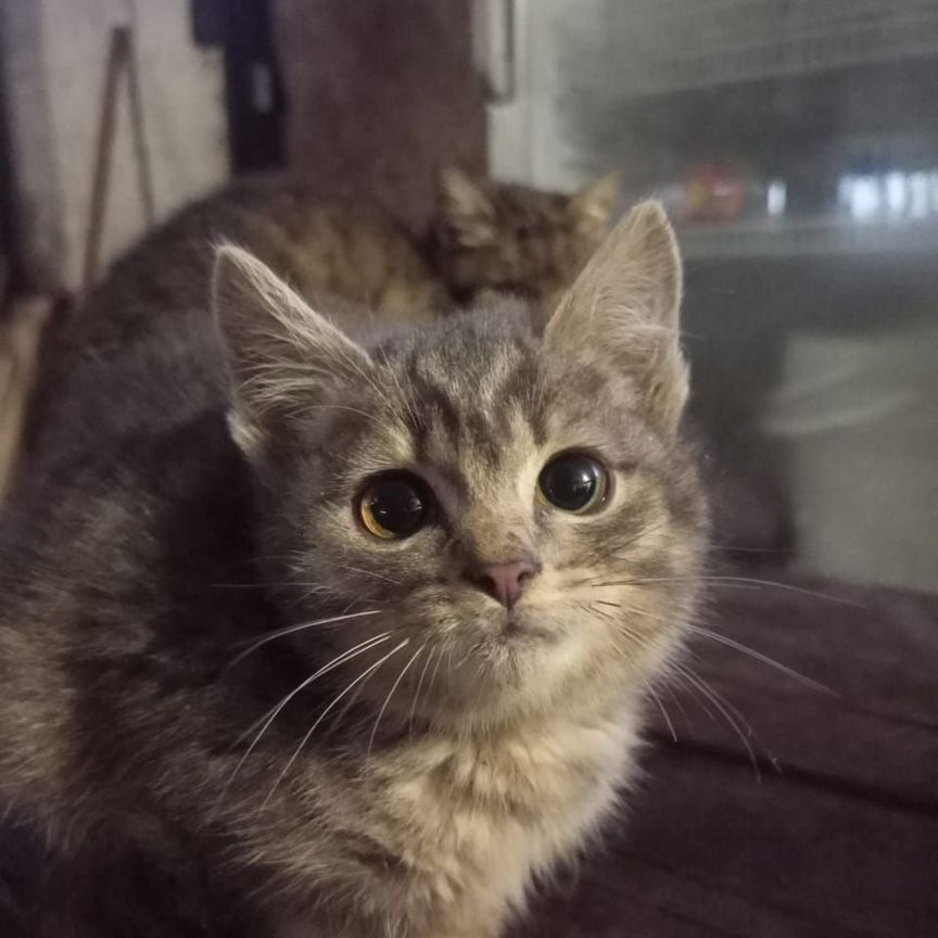 Котята 2 мес