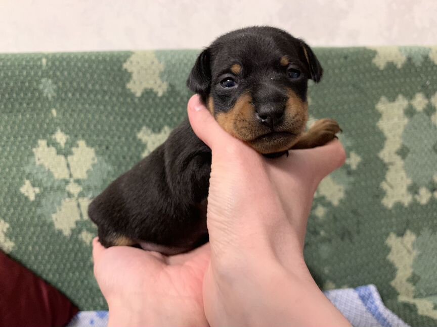 Щенки цвергпинчера