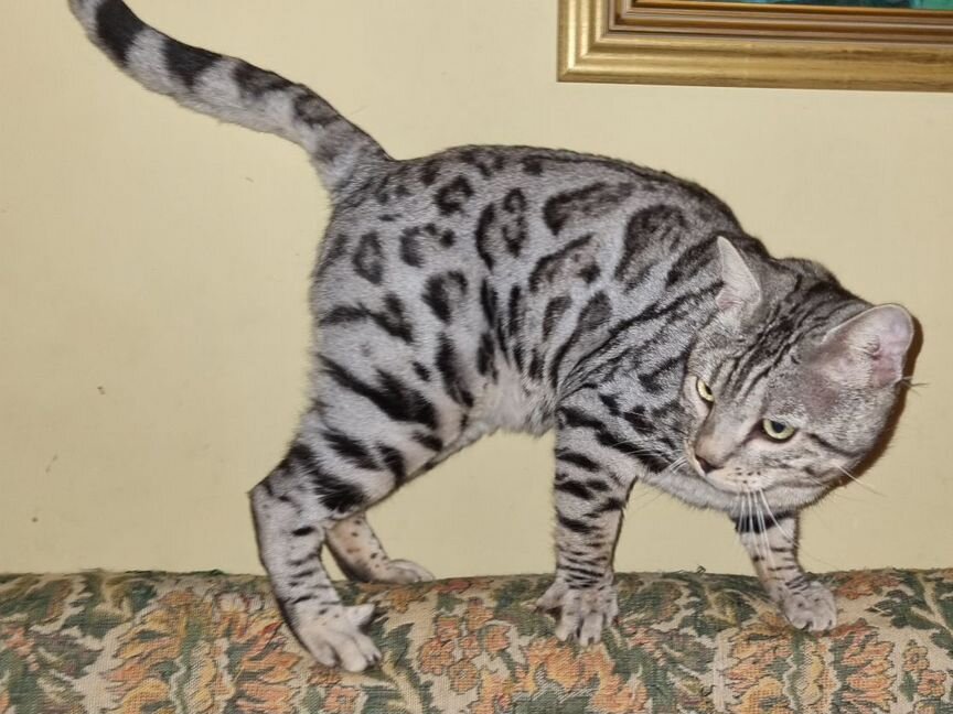Бенгальская