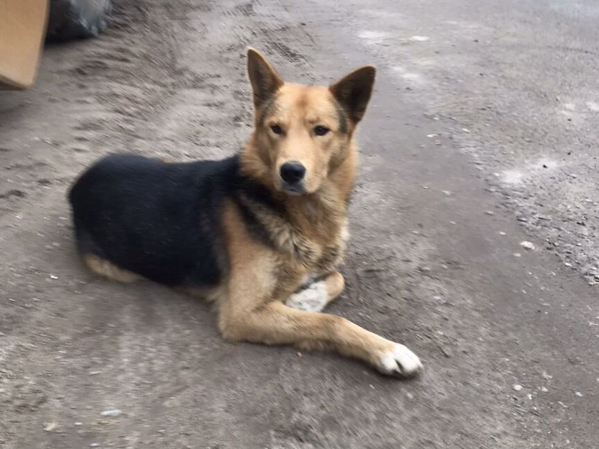 Восточноевропейская овчарка