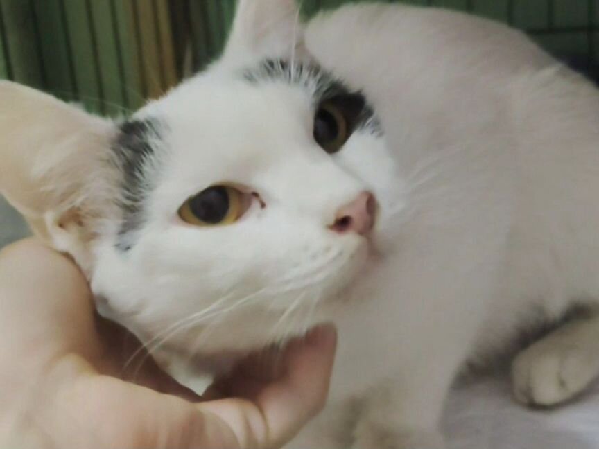 Кошечка в добрые руки
