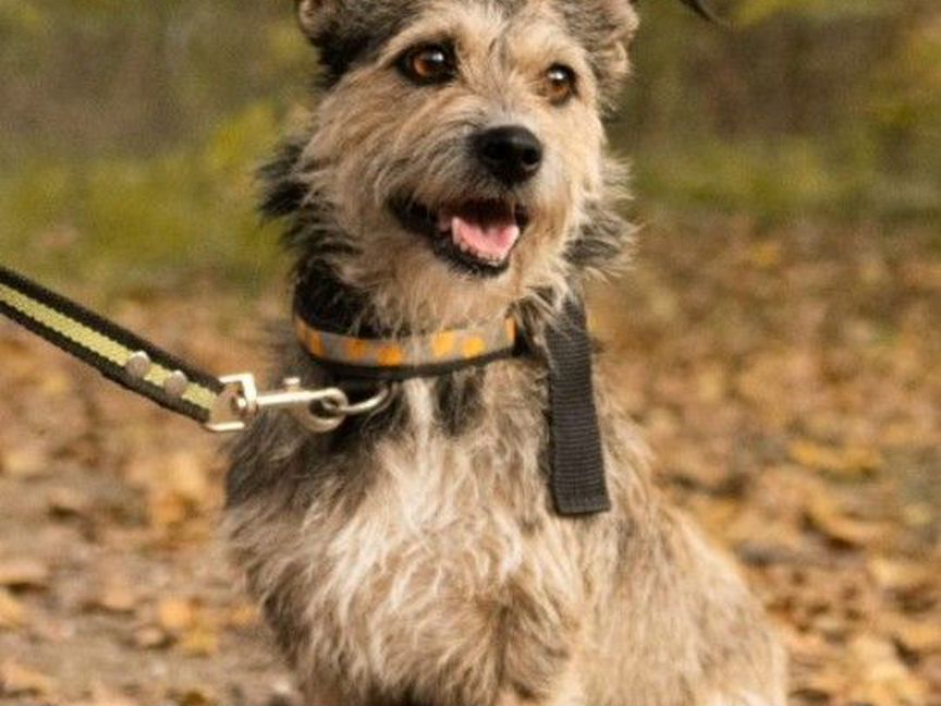 Миниатюрная собака в добрые руки