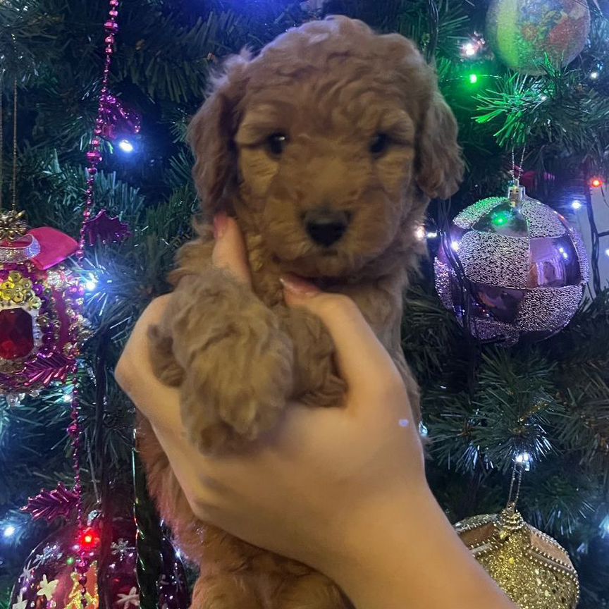 Той-пудель, щенок