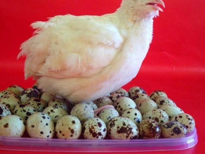 Мясо и яйцо перепелов домашние.молодняк и несушка