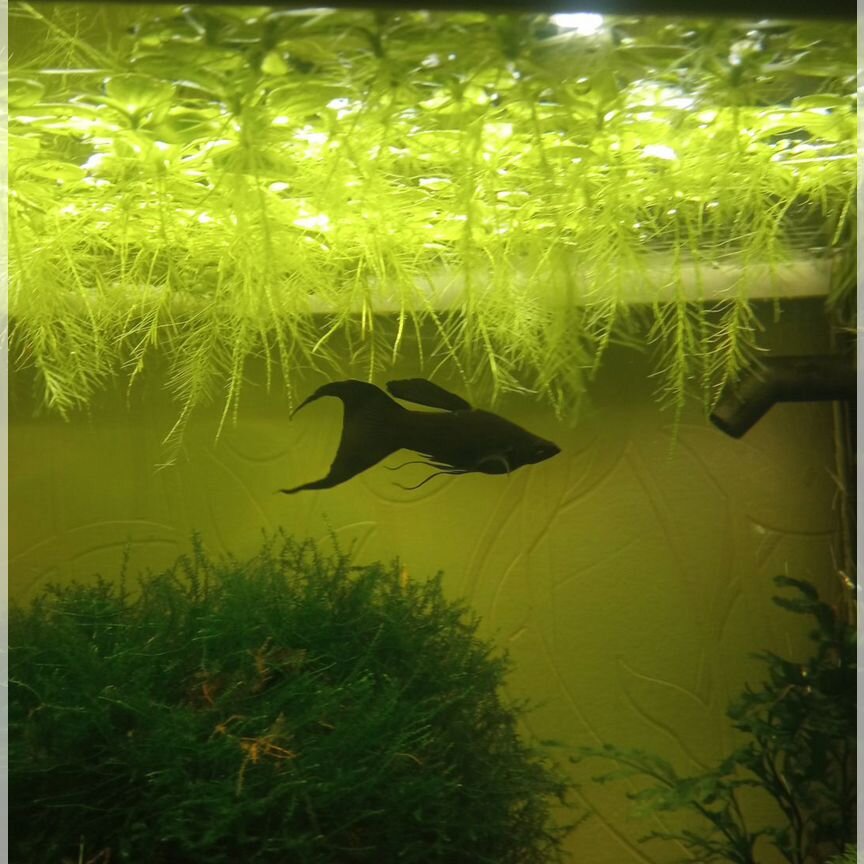 Моллинезия черная