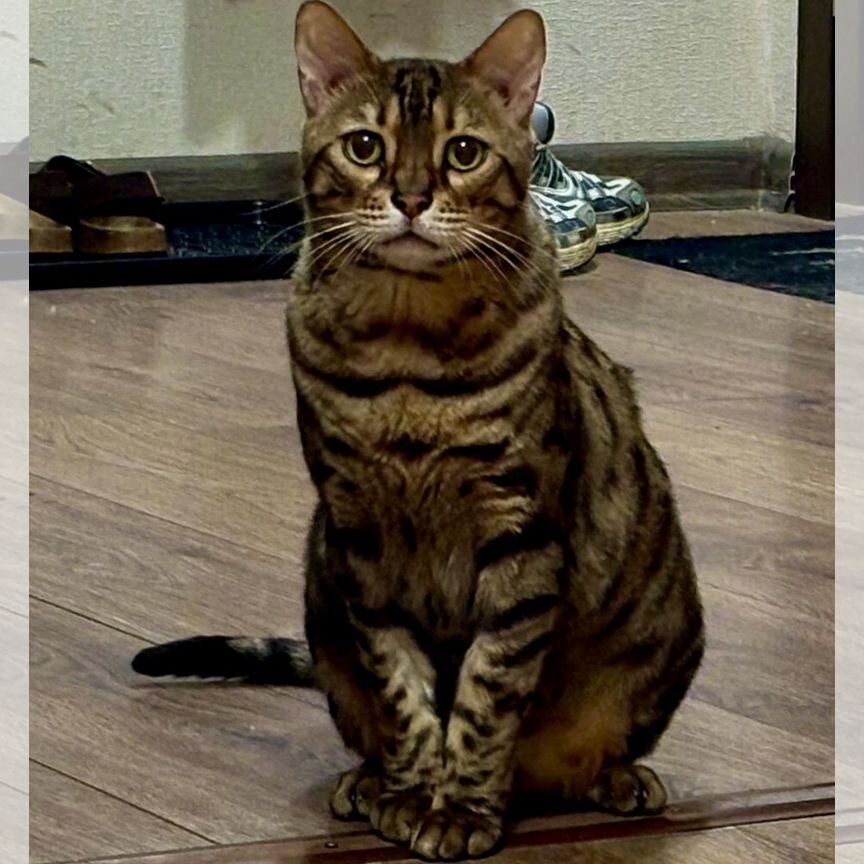 Кот в добрые руки