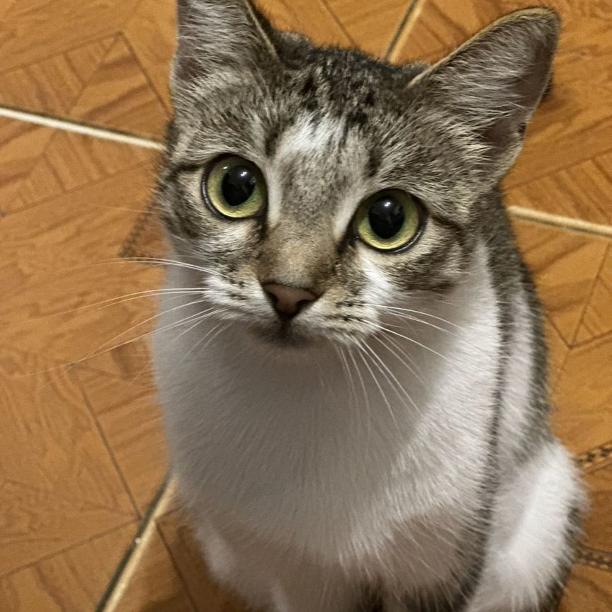 Котенок в добрые руки