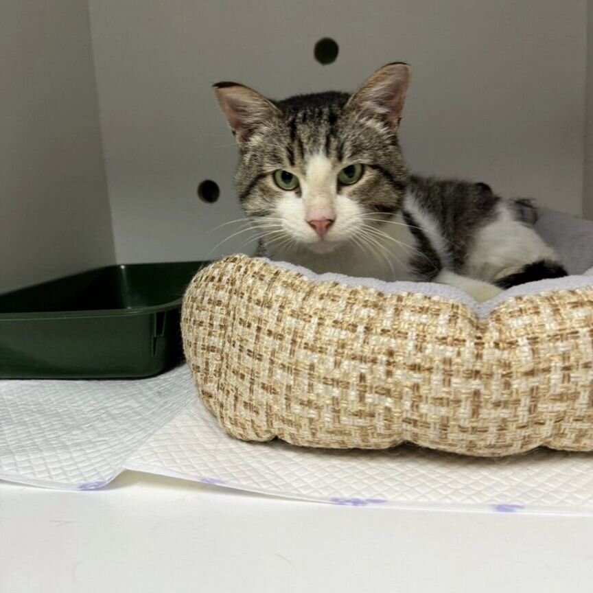 Котик в добрые руки. Кот ищет новый дом