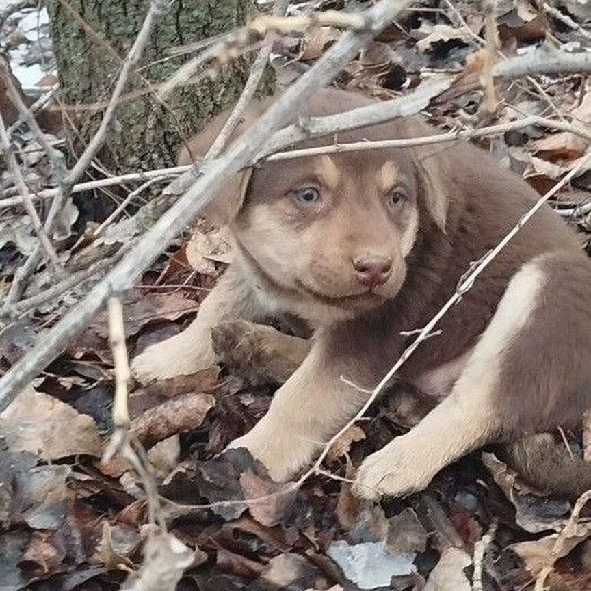 Карапузы ищут дом