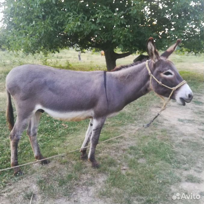 Осел