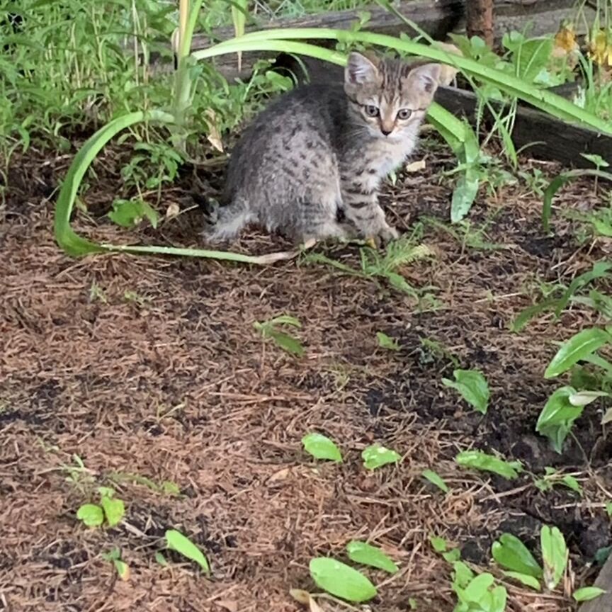 Котики в добрые руки