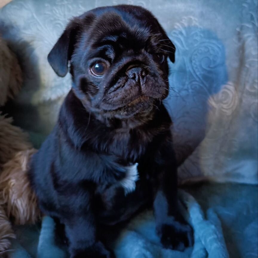 Щенок мопса