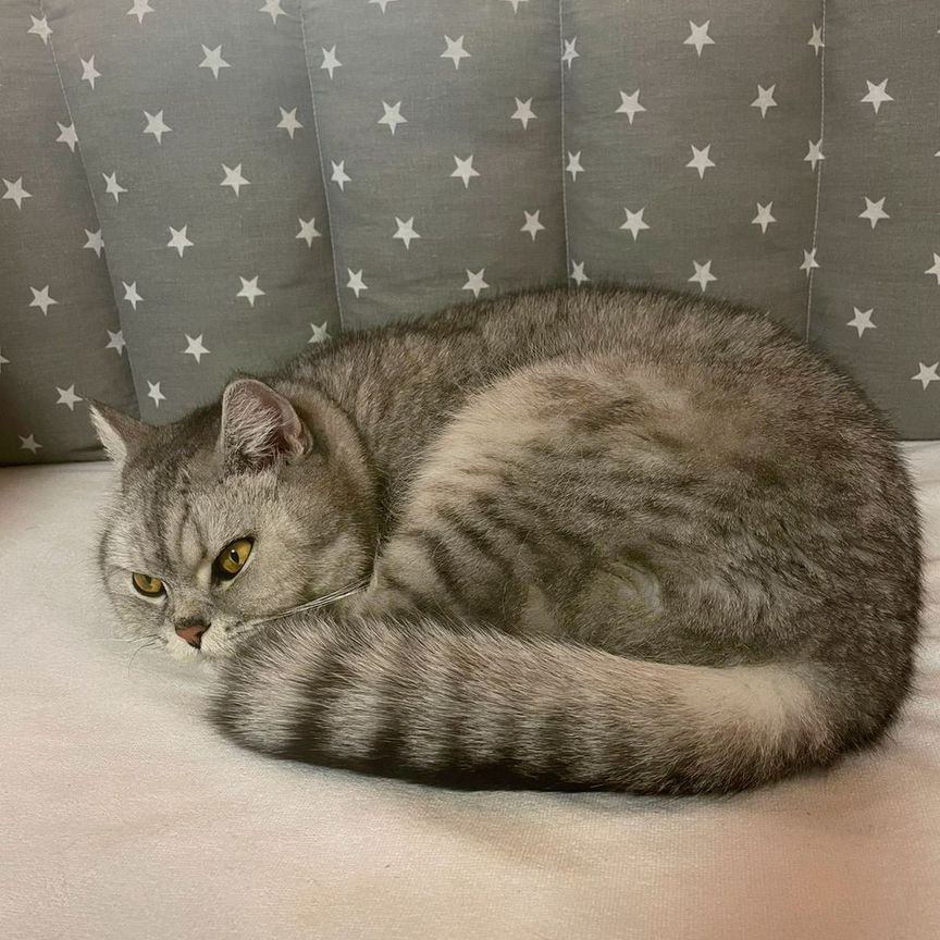 Британский котик