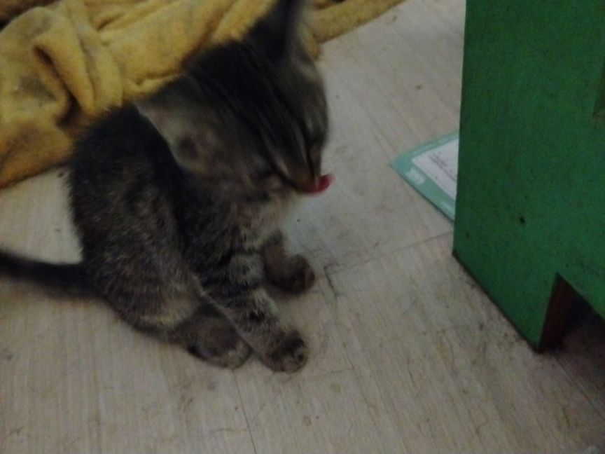 Кошка