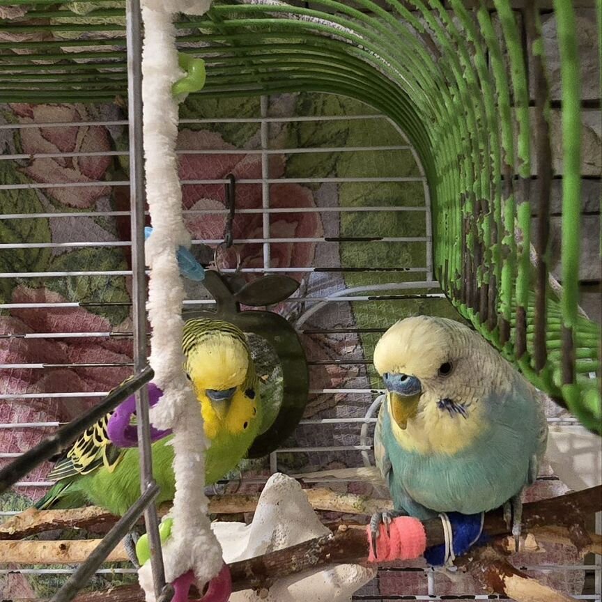 Волнистый попугай самец взрослый