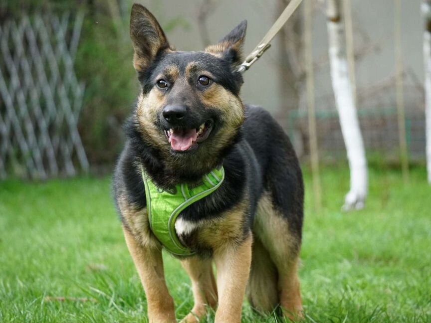 Корги-овчарка)