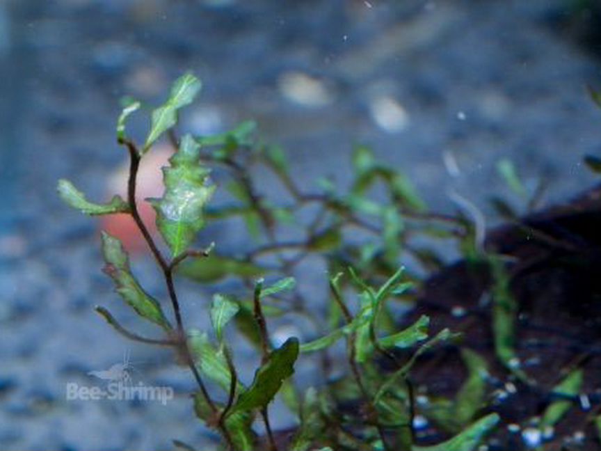 Акваримуный папоротник - лиана Bolbitis Buea