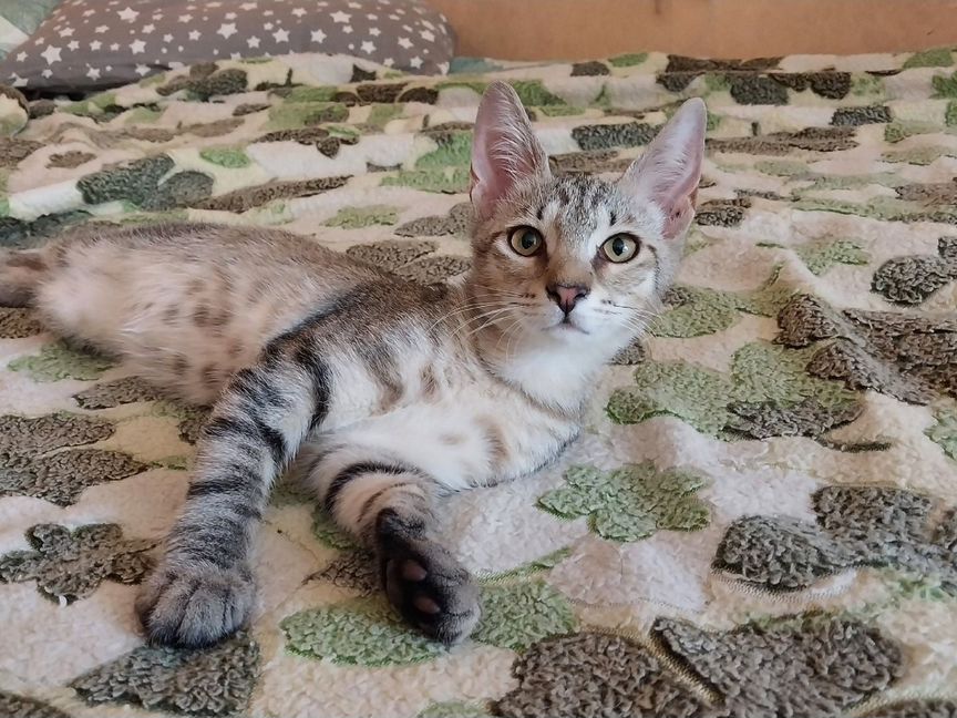Котенок в кружочек и полосочку