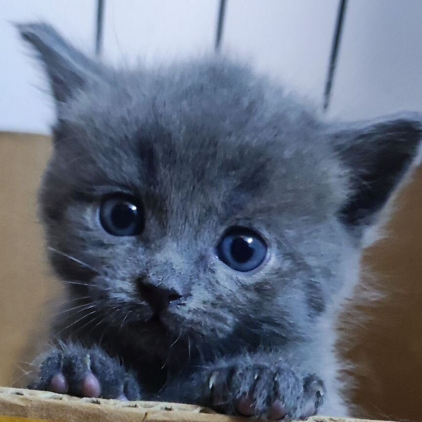 Котёнок от частного владельца