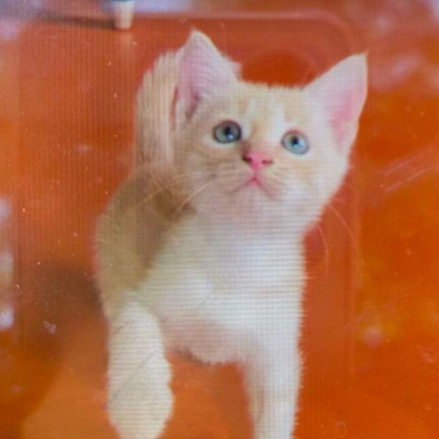 В ответственные добрые руки