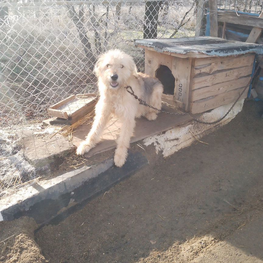 Отдам сторожей
