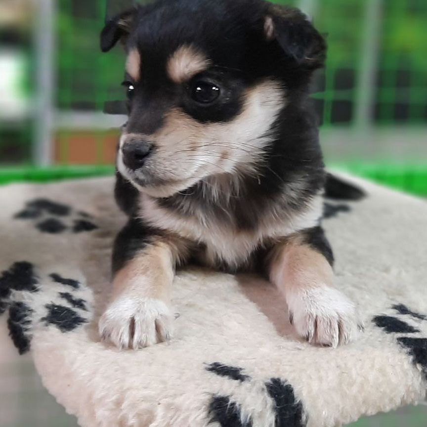 Щенок в добрые руки