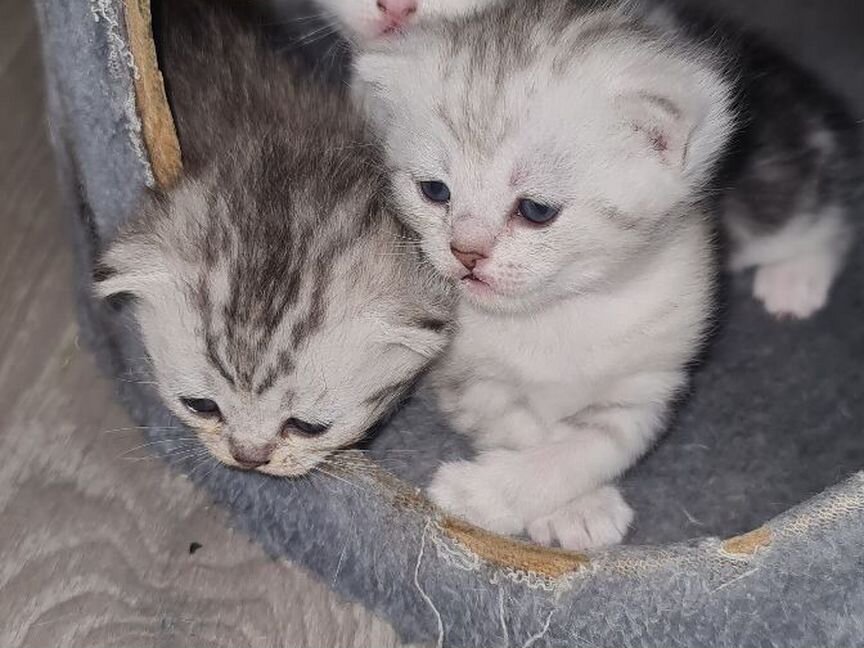 Шотландские котята