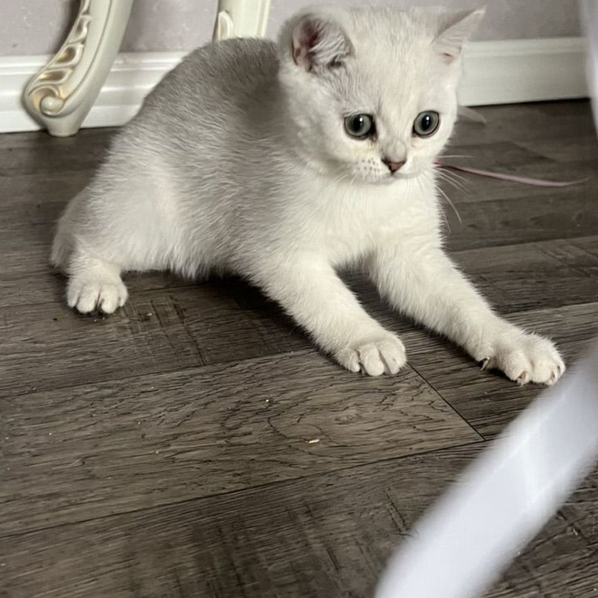 Британский короткошёрстный котёнок