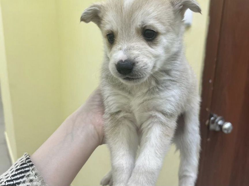 Щенок девочка SOS